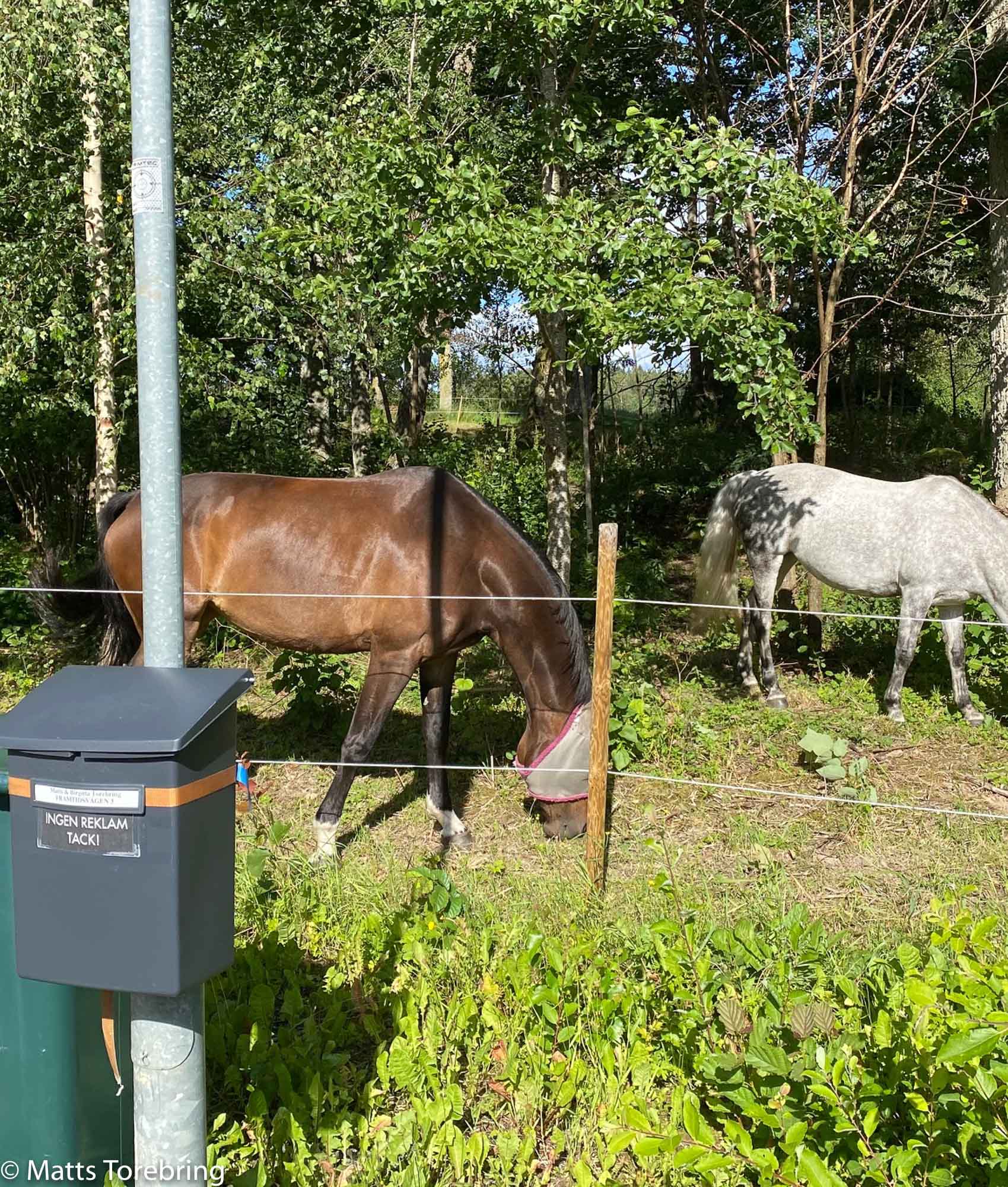 Levt med hästar sedan barn | Matts Torebring